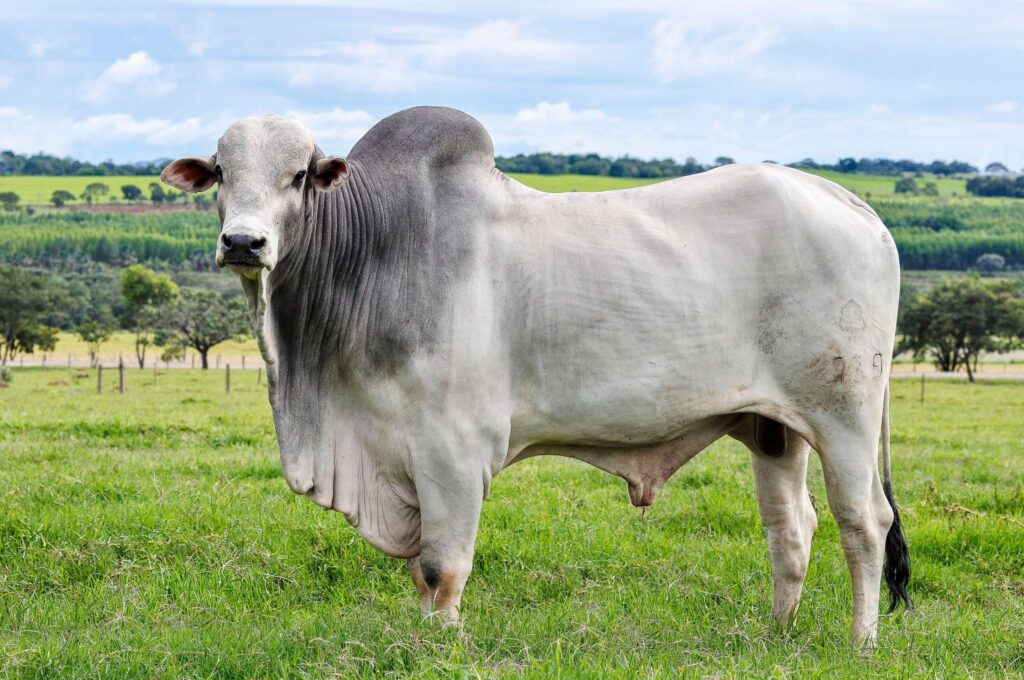 Quanto custa um boi Nelore? Bezerro, características e preço da vaca ...
