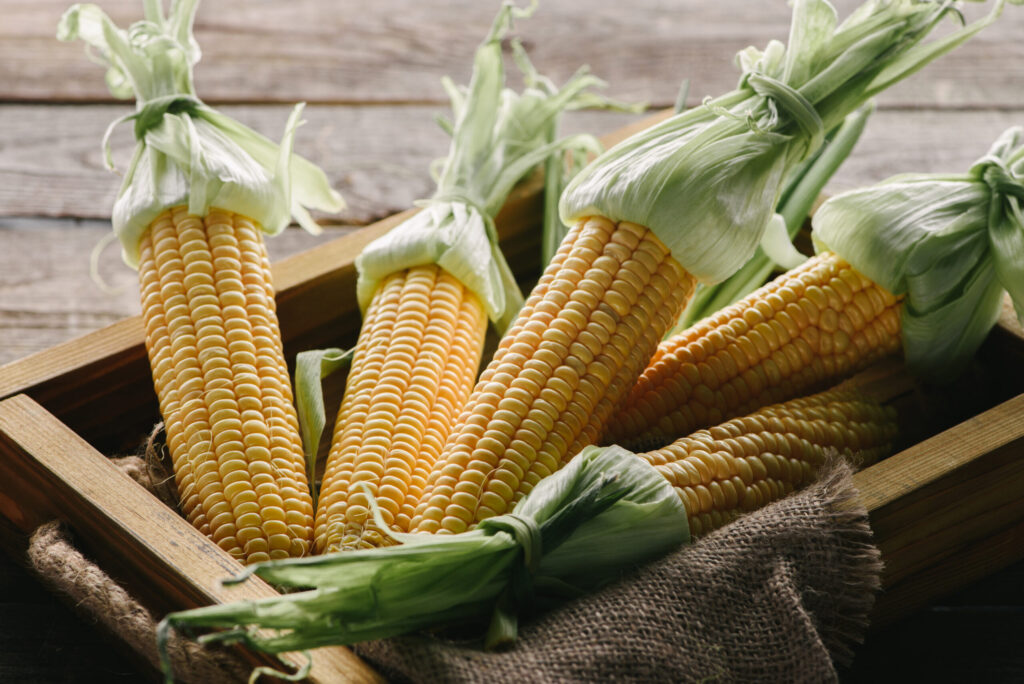 Milheto serve como pastagem e forrageira: como cultivar? - Mostrador