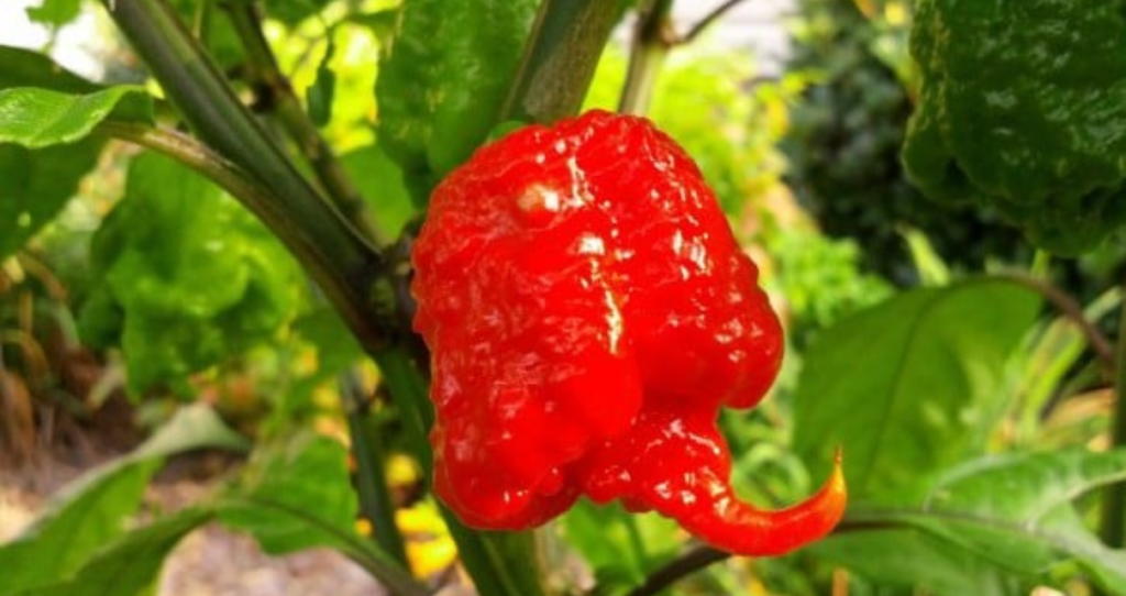 Qual a pimenta mais ardida do mundo? - Mostrador